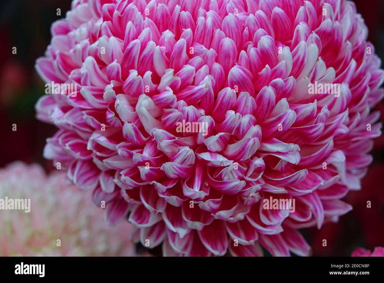 This chrysanthemum is a big spherical pink flower. The petals end in ...