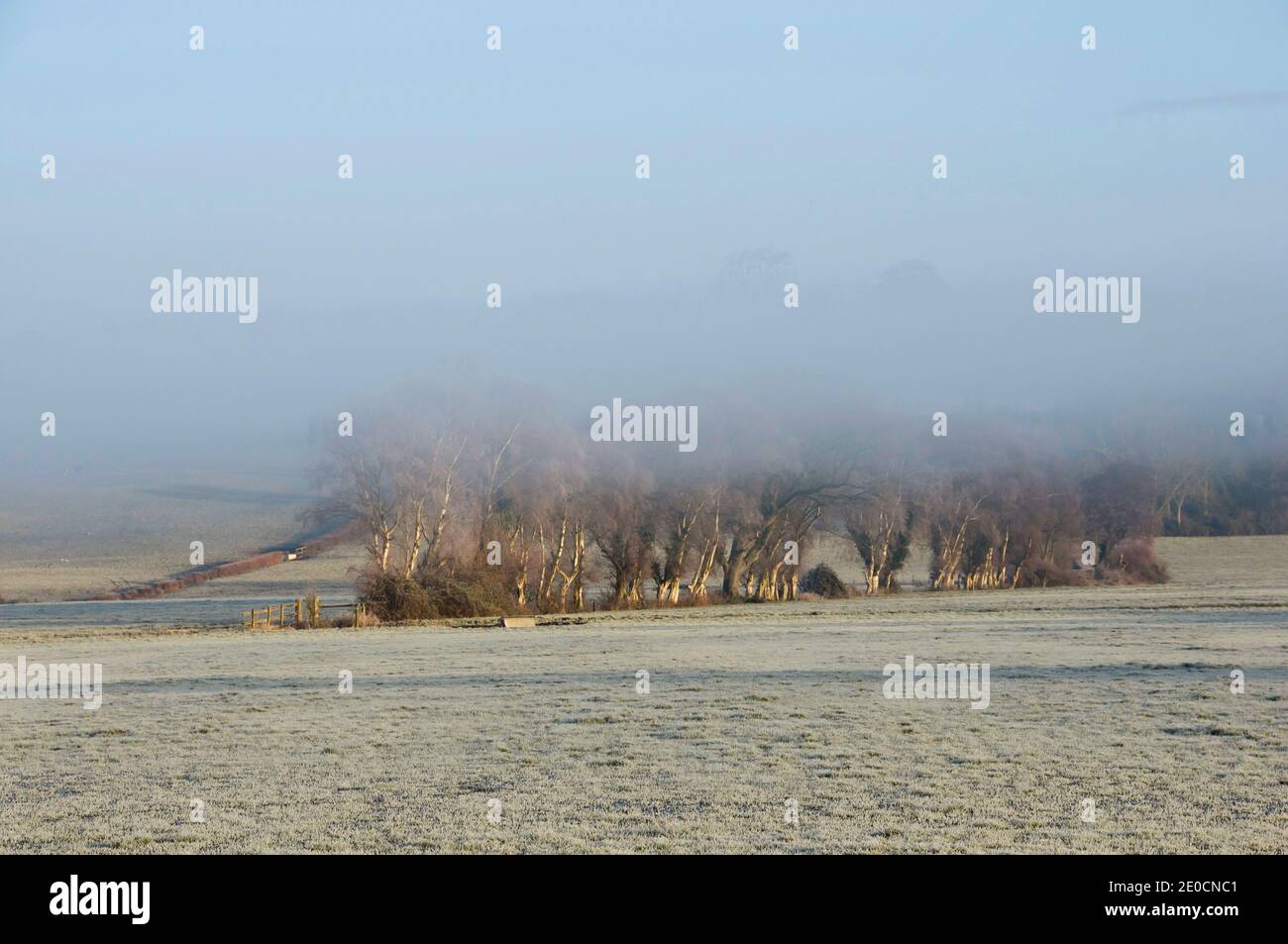 Frosty morning, Somerset Levels, England Stock Photo - Alamy