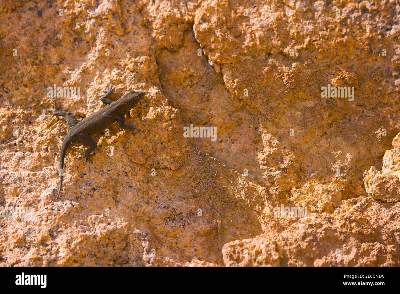 Gecko en las Montañas Branberg, Desierto del Namib, Namibia, Africa ...