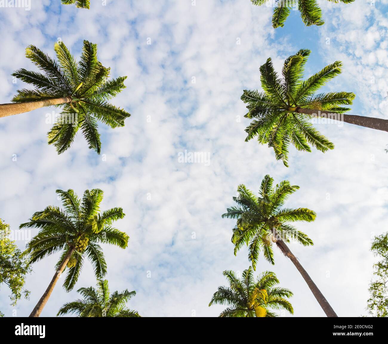 Palm trees seen from below Stock Photo - Alamy