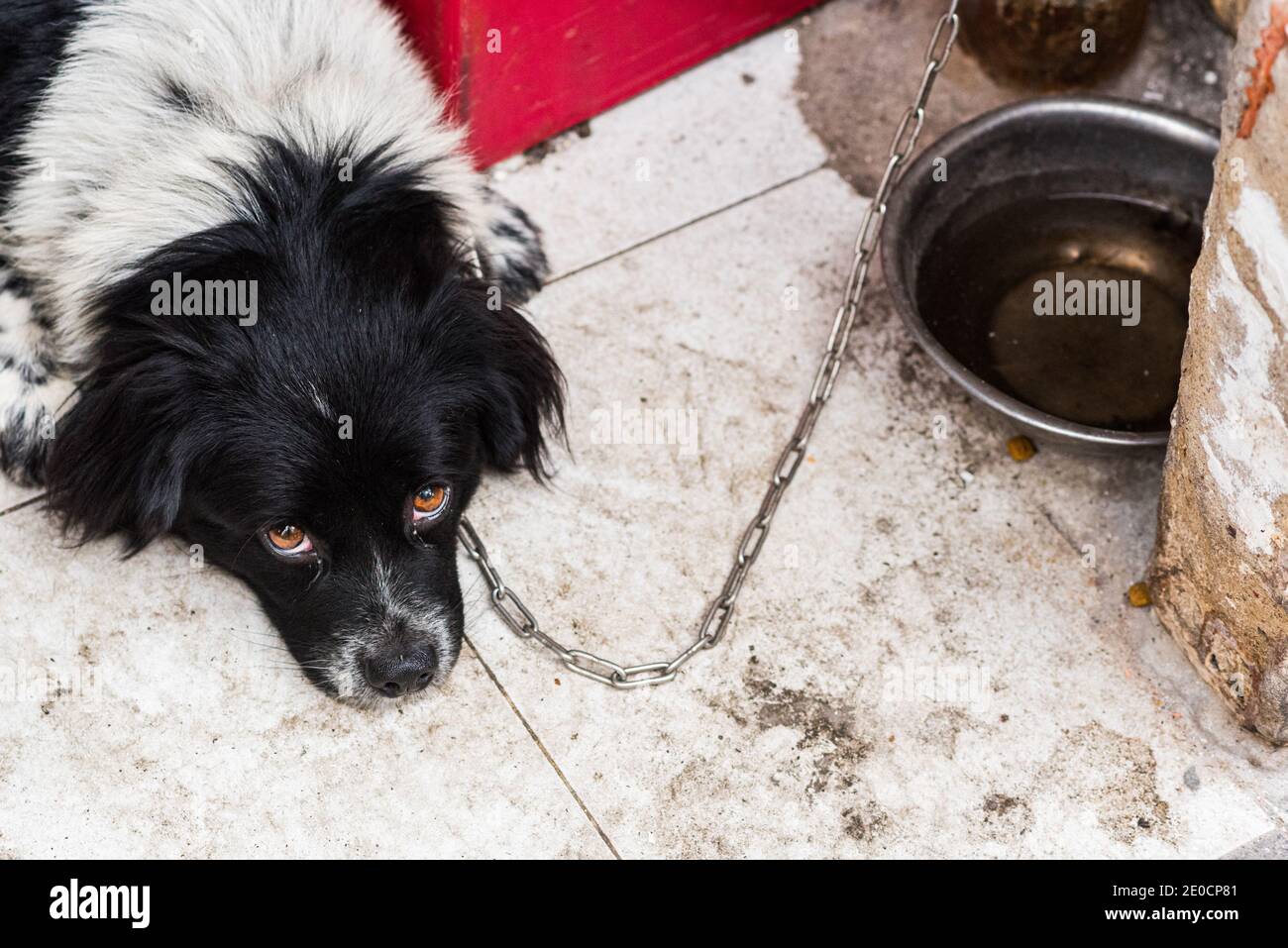 Frustration dog hi-res stock photography and images - Alamy