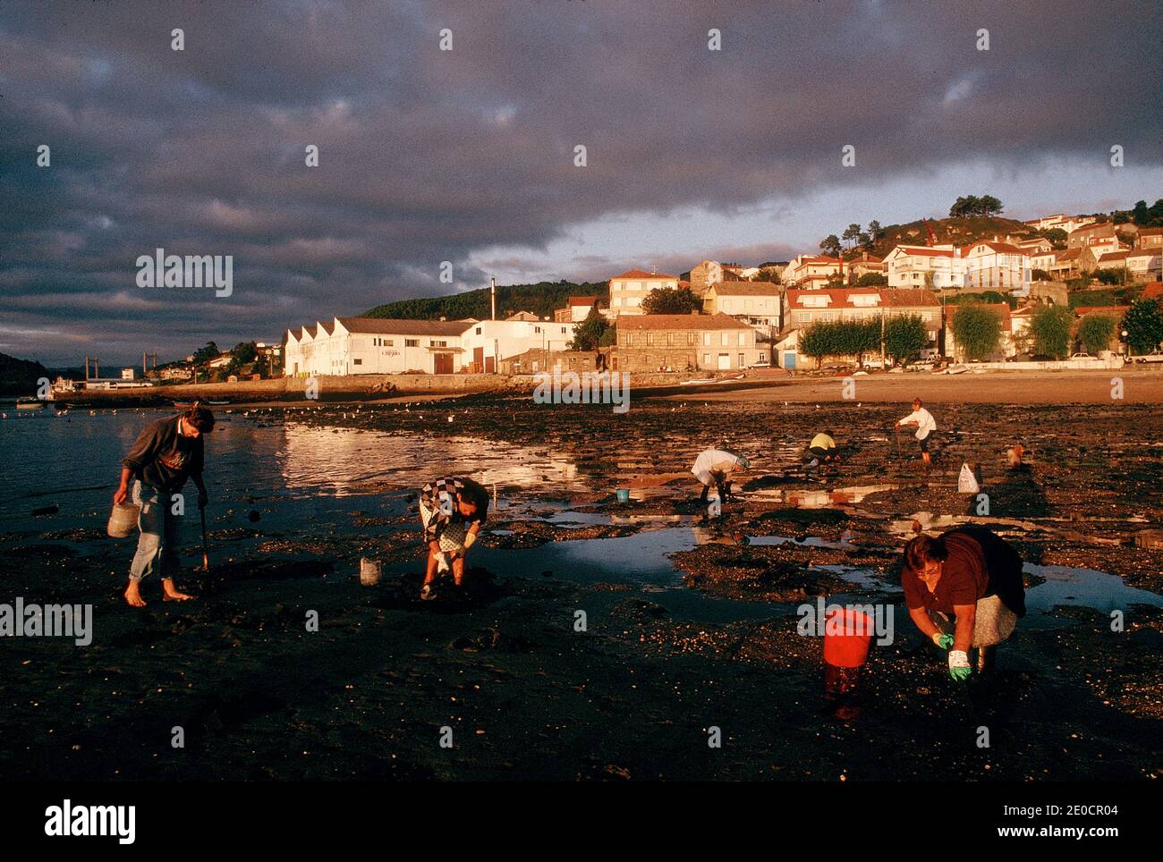 Muschel sammler hi-res stock photography and images - Alamy