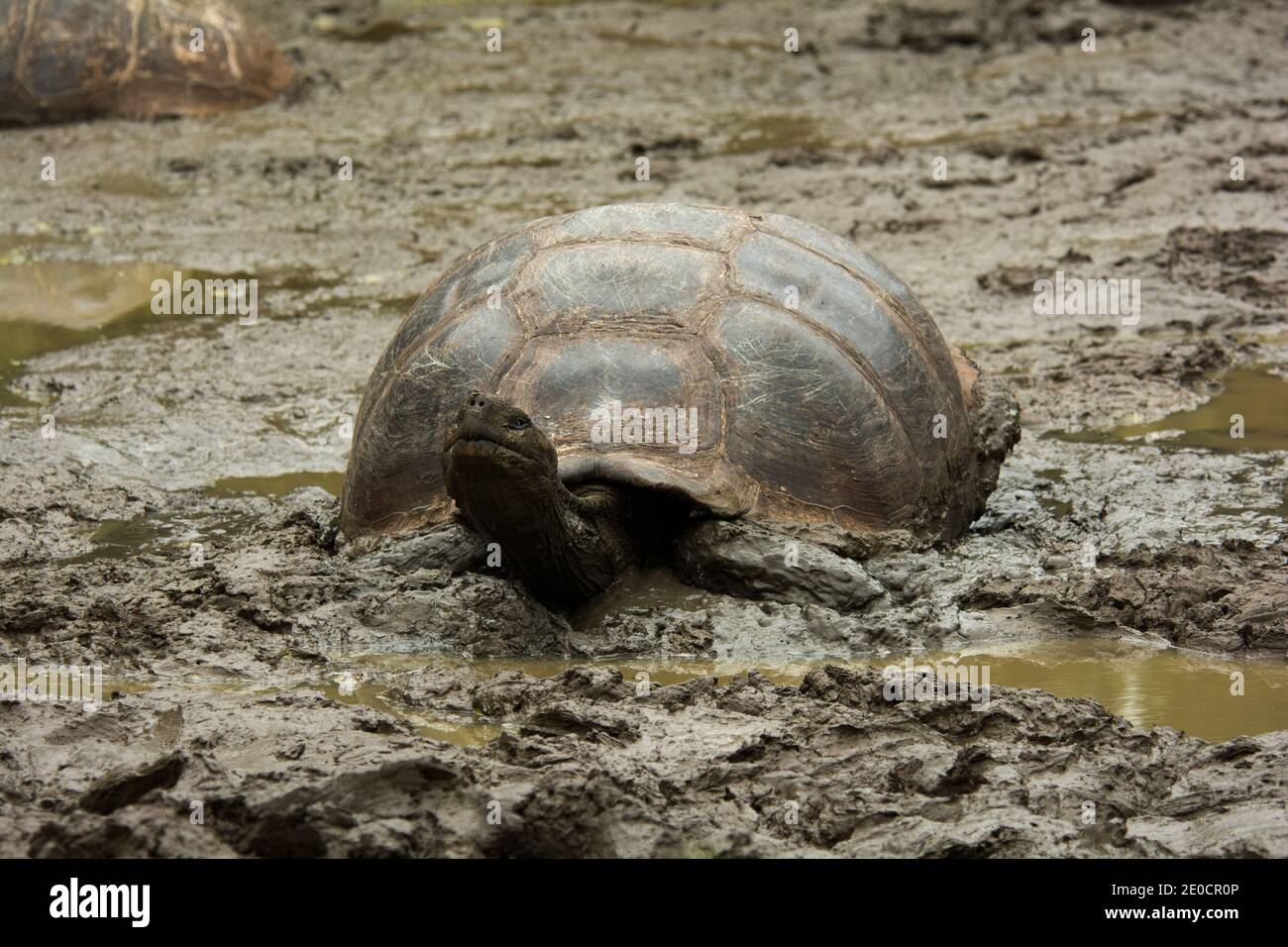 Galápagos tortoise bathing in a pool in the El Chato Reserve on Santa ...