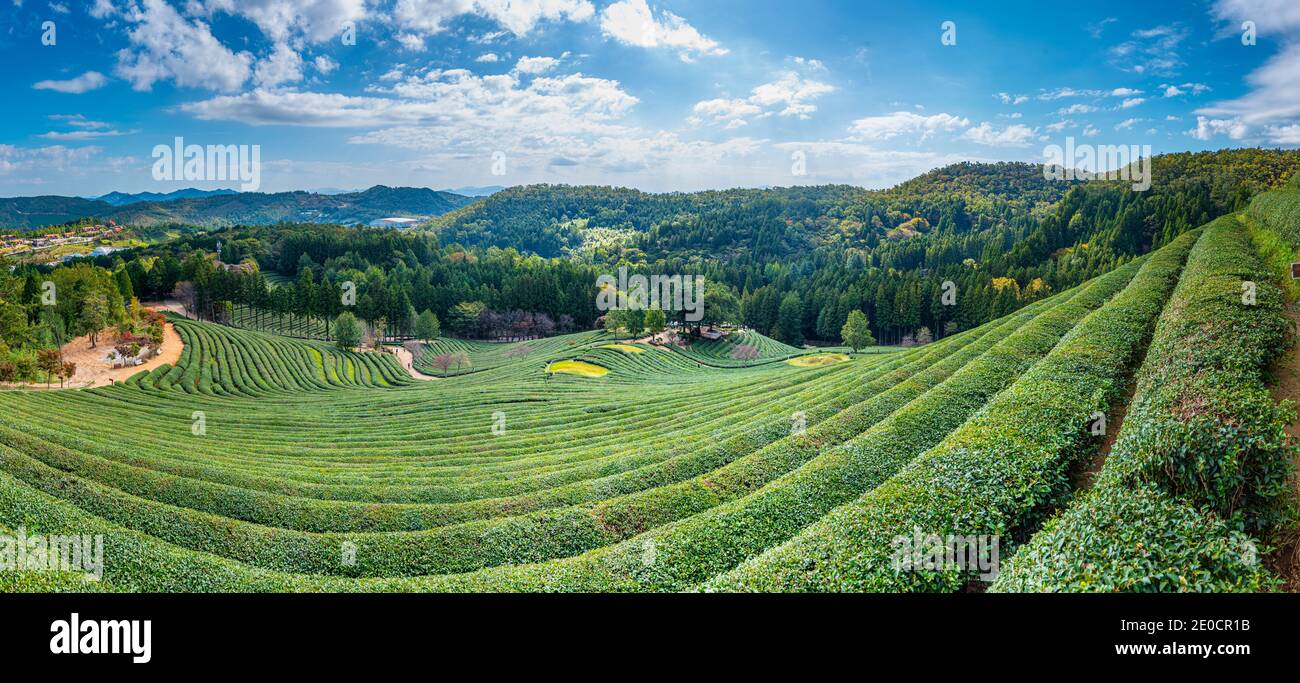 Tea terraces at Boseong tea plantations in Republic of Korea Stock ...