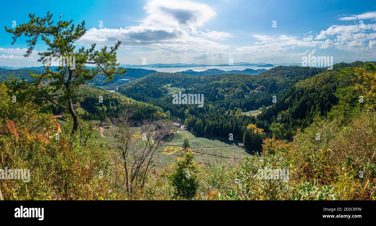 Tea terraces at Boseong tea plantations in Republic of Korea Stock ...