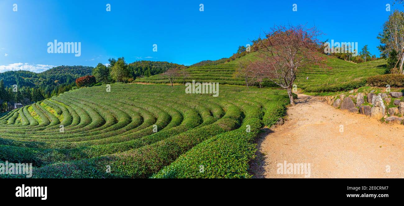 Tea terraces at Boseong tea plantations in Republic of Korea Stock ...