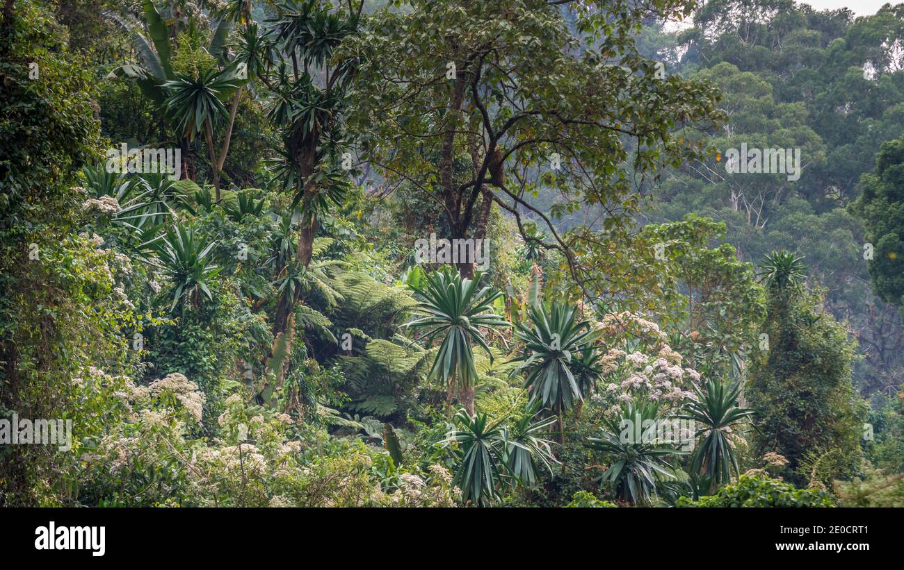 Bonga forest, western Ethiopia Stock Photo - Alamy