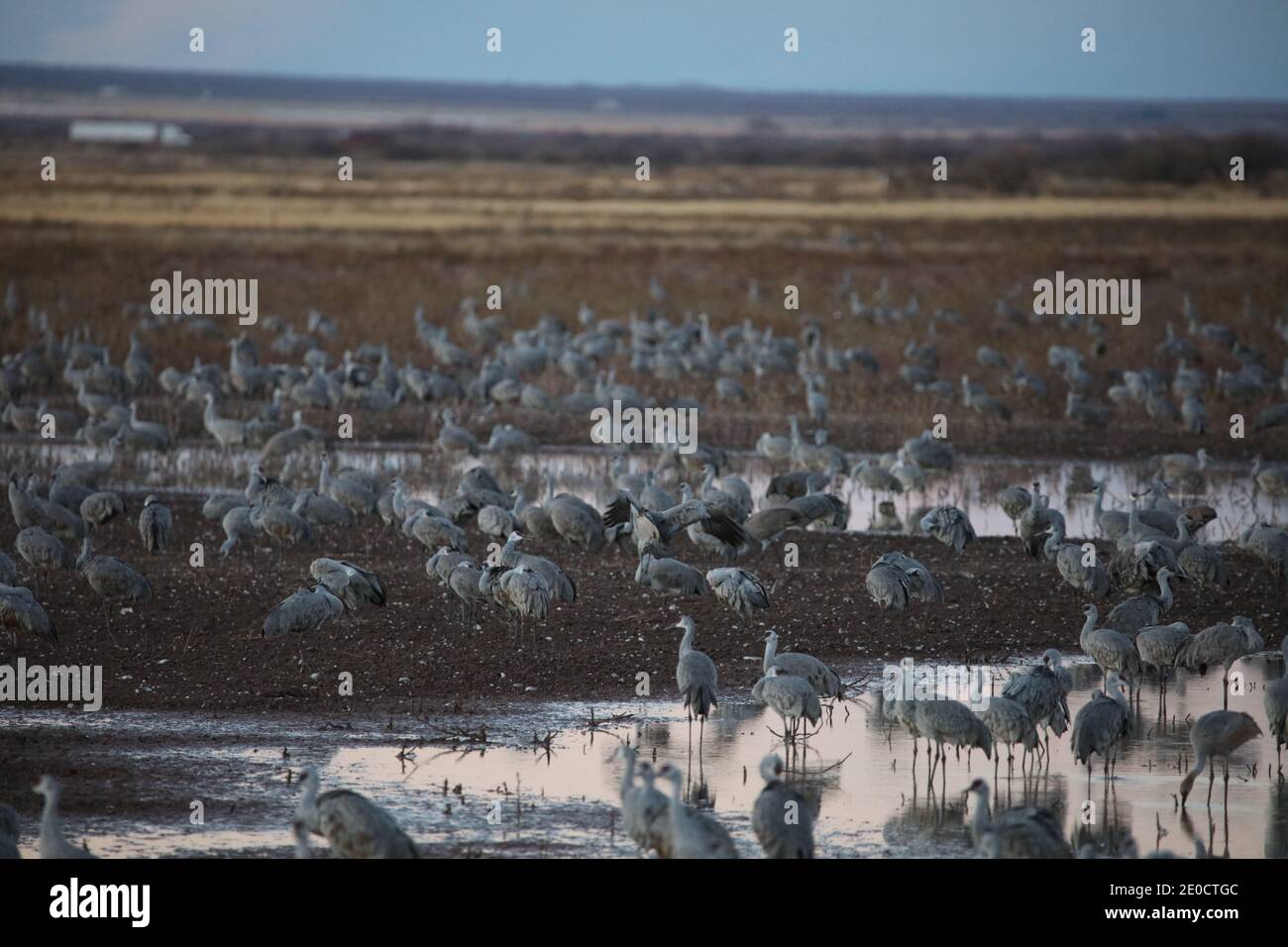 Sandhill Cranes at Whitewater Draw Stock Photo - Alamy