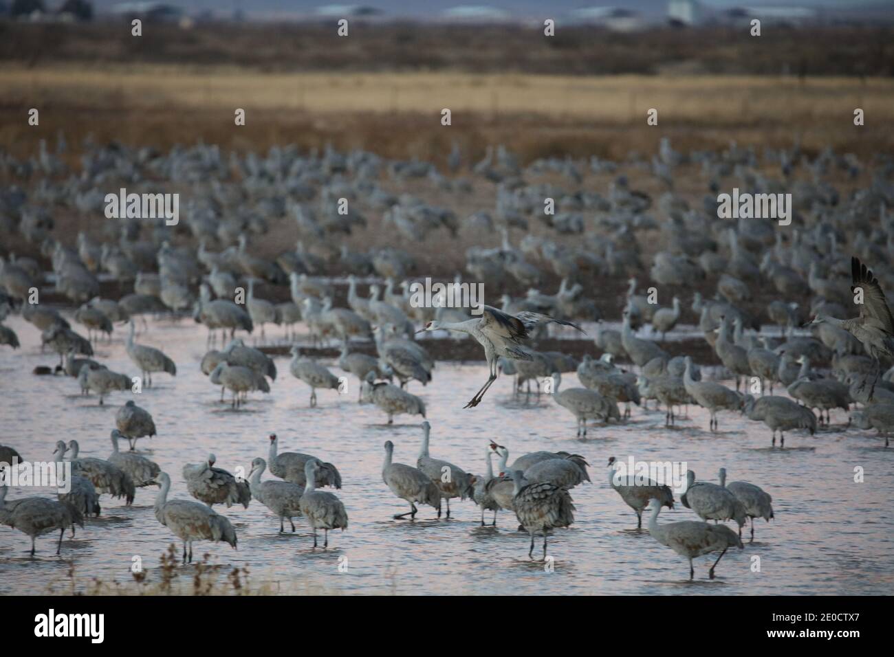 Sandhill Cranes at Whitewater Draw Stock Photo - Alamy