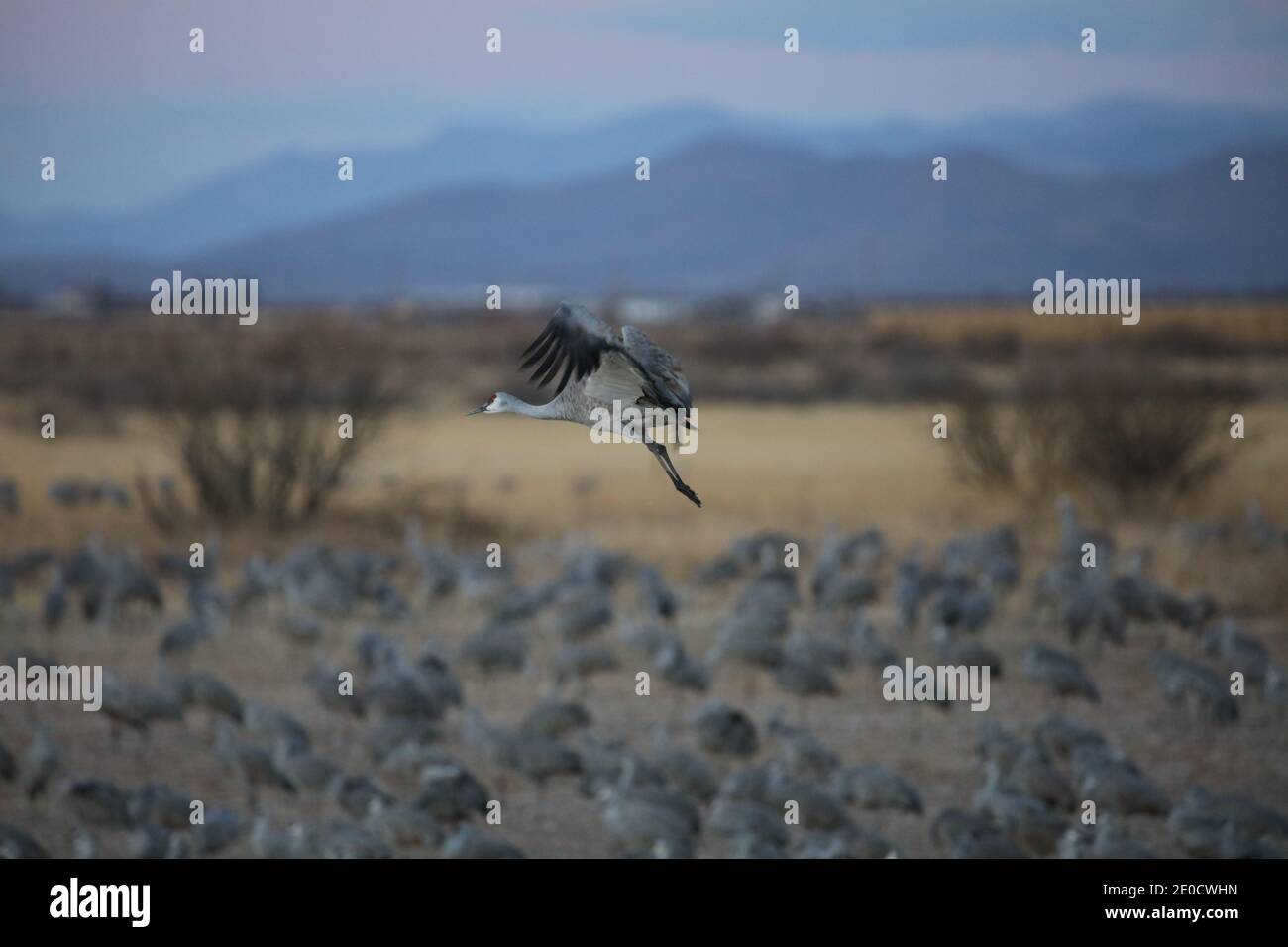 Sandhill Cranes at Whitewater Draw Stock Photo - Alamy