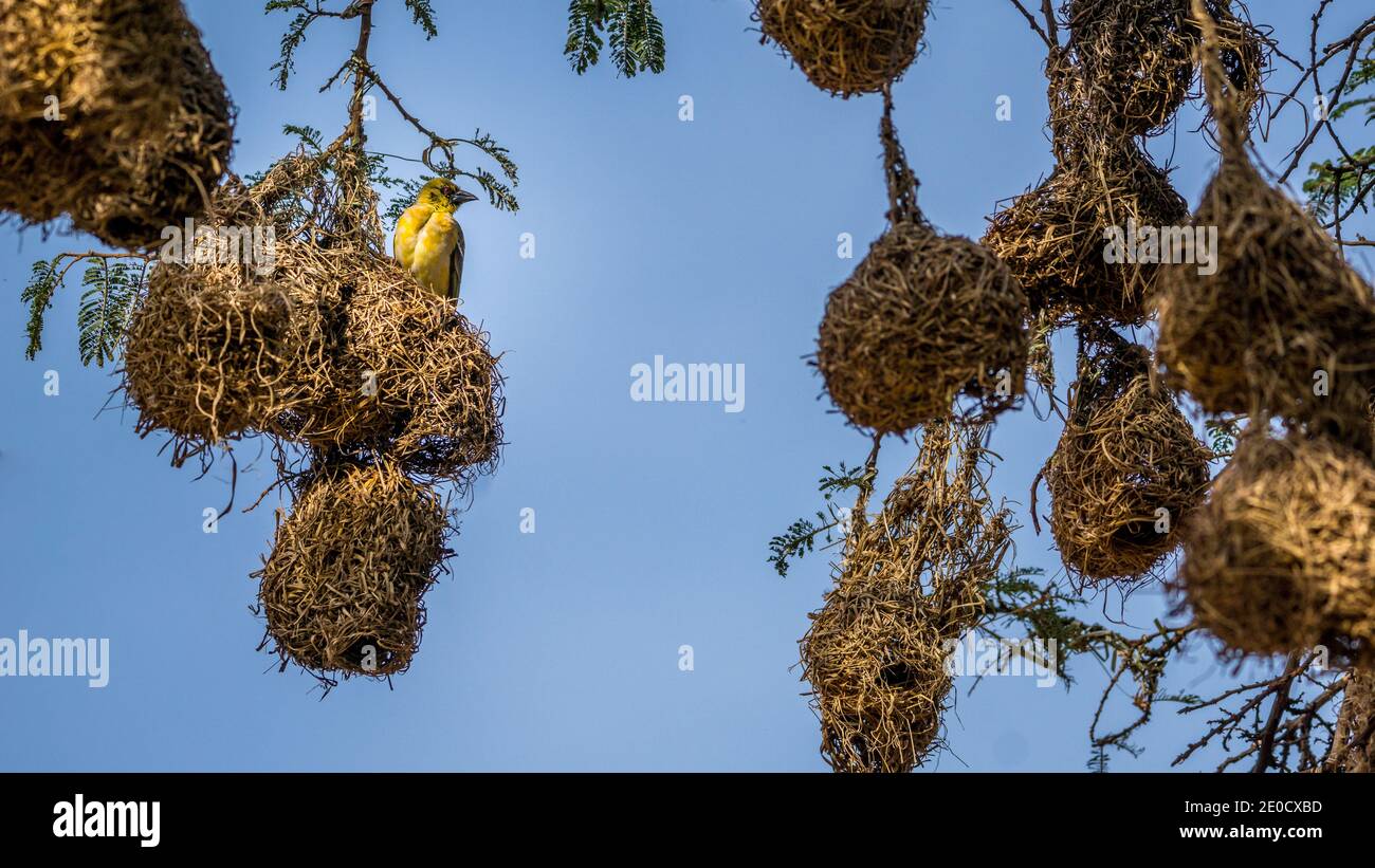 Weaver, Langano lake, Southern Ethiopia Stock Photo - Alamy