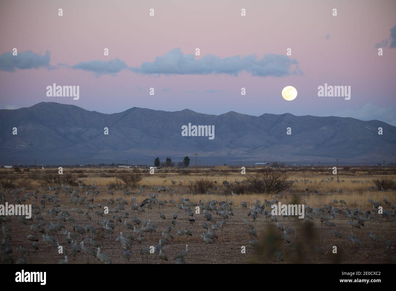 Sandhill Cranes at Whitewater Draw Stock Photo - Alamy