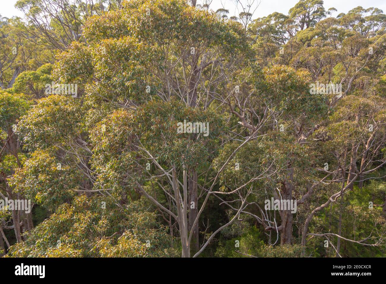 Tingle trees walpole forest hi-res stock photography and images - Alamy