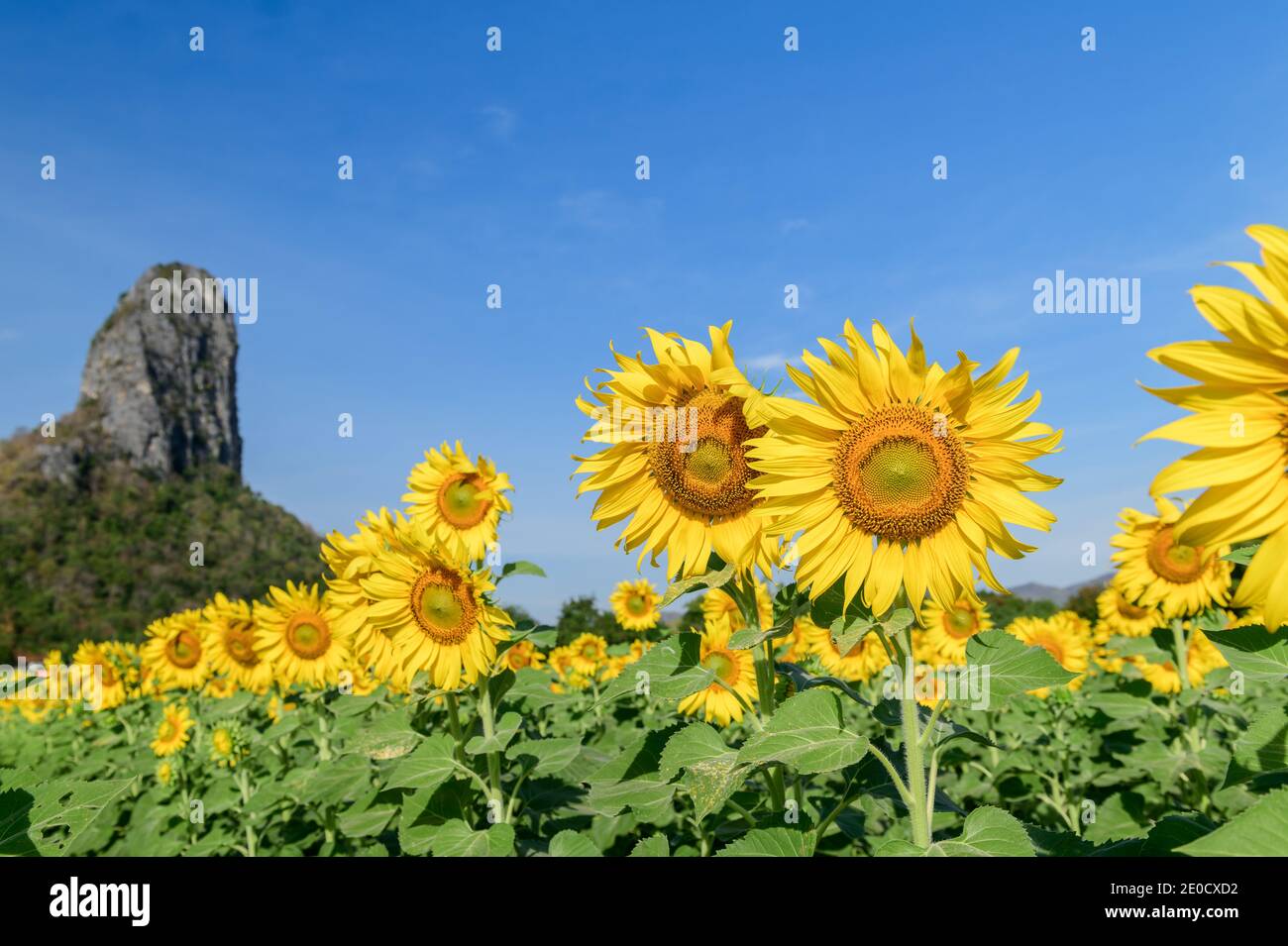 Beautiful sunflower field on summer with blue sky at Lop buri province ...
