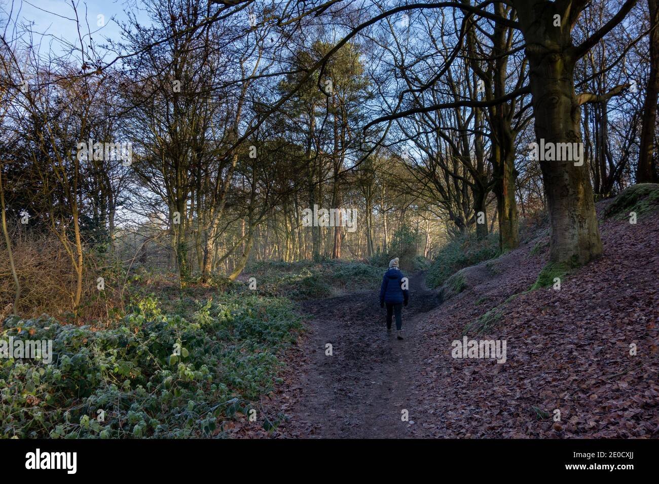 Beech Drive mousehole heath Stock Photo - Alamy