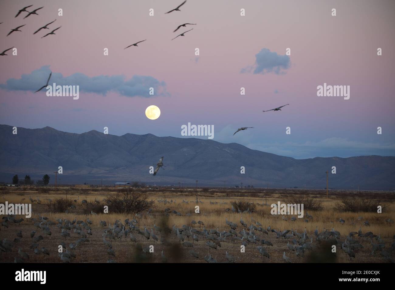 Sandhill Cranes at Whitewater Draw Stock Photo - Alamy