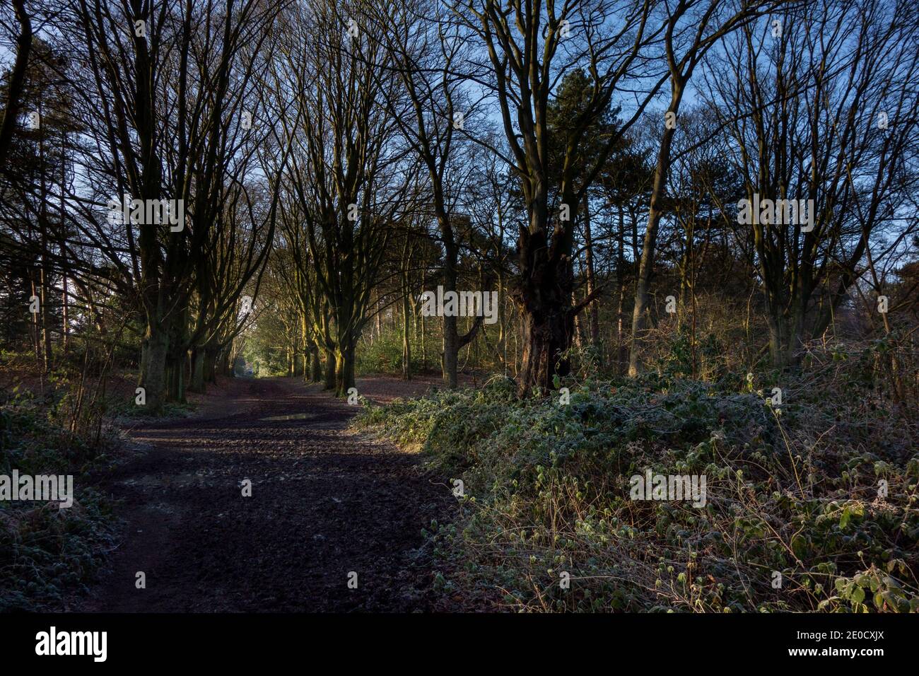 Beech Drive mousehole heath Stock Photo - Alamy