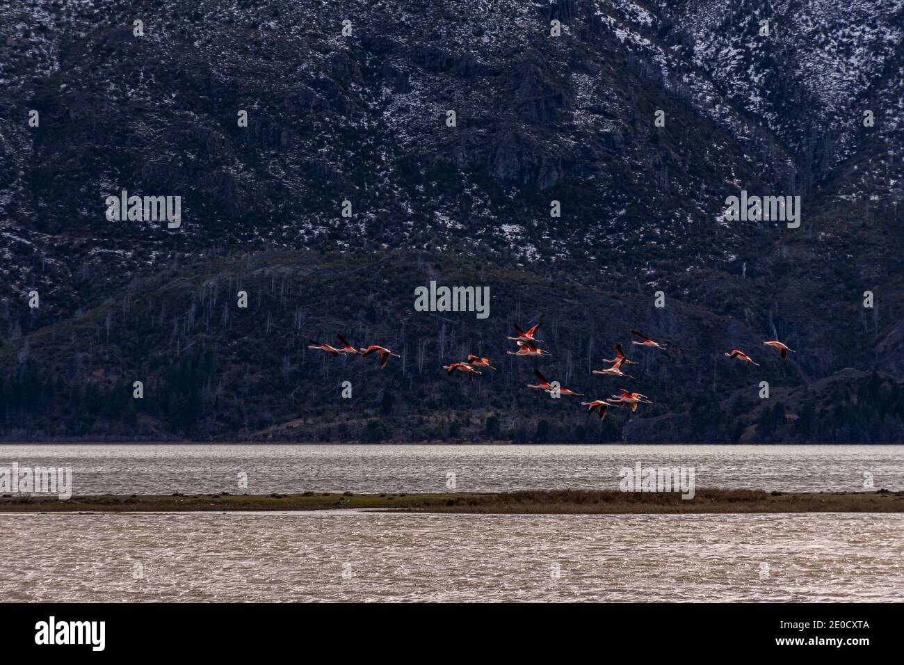 Winter snow cold flamingo flamingos hi-res stock photography and images ...