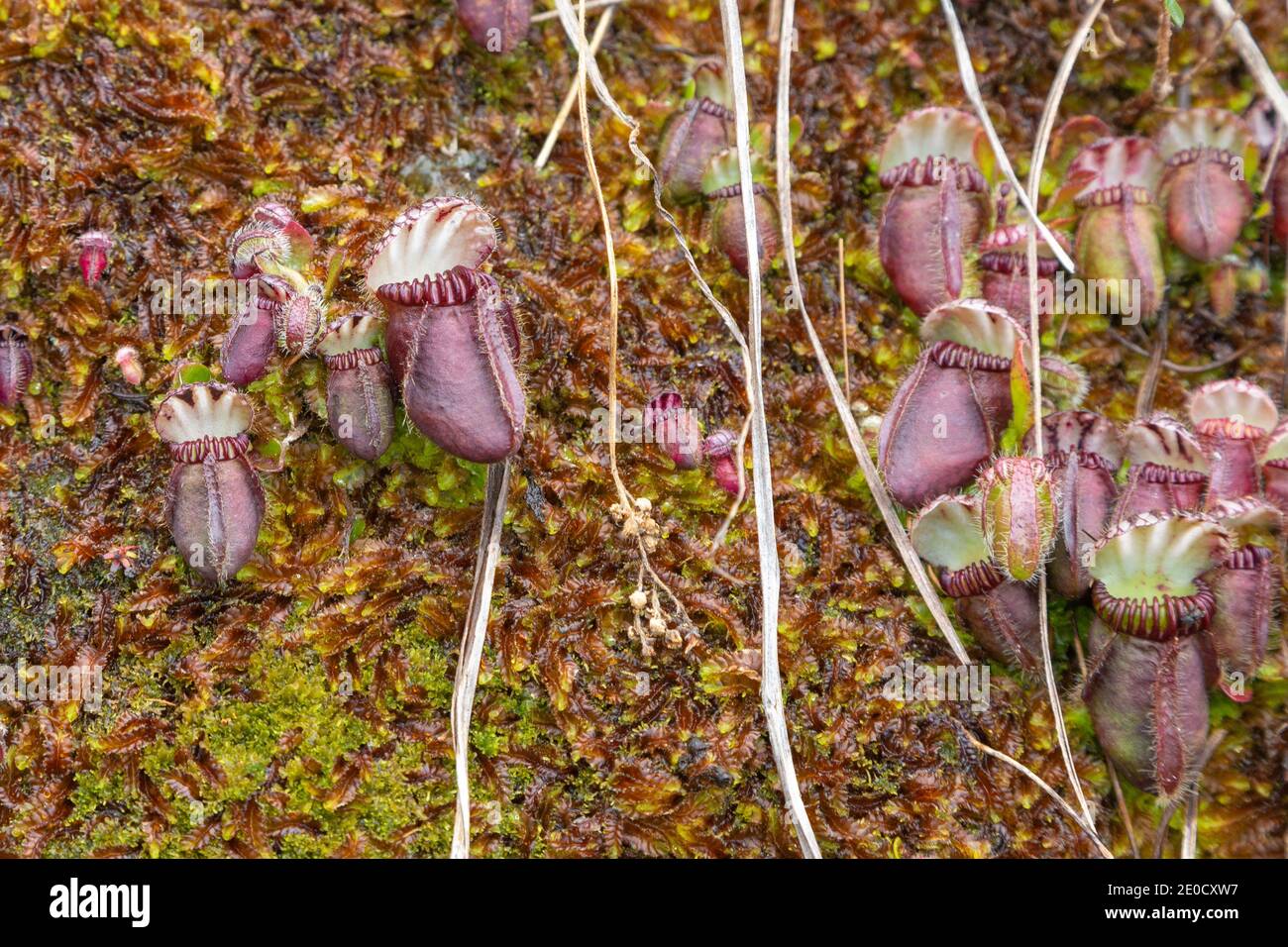 pitchers of Cephalotus follicularis (Albany Pitcher Plant) seen in ...