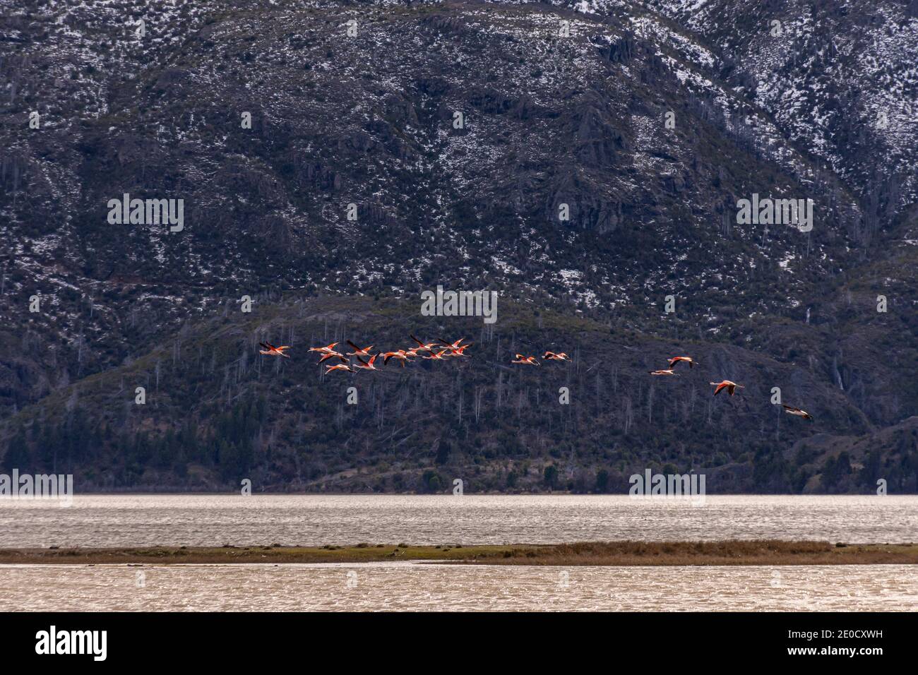 Winter Snow Cold Flamingo Flamingos High Resolution Stock Photography ...