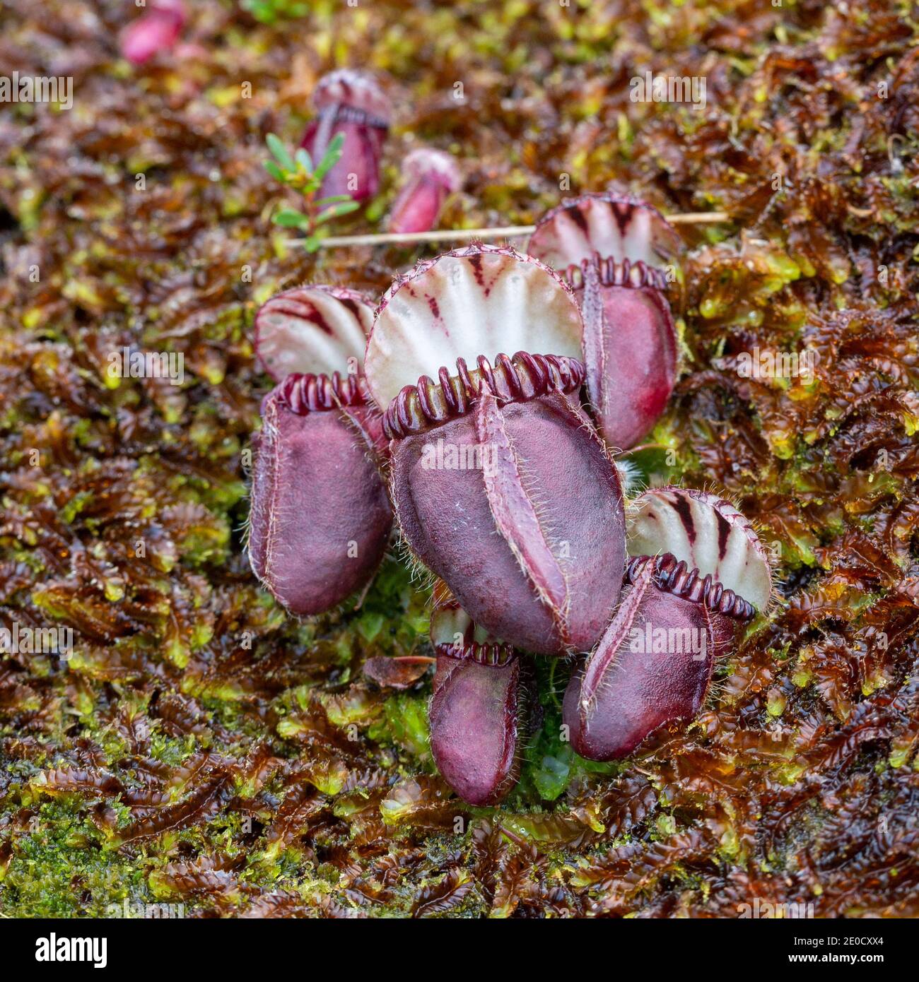 pitchers of Cephalotus follicularis (Albany Pitcher Plant) seen in ...