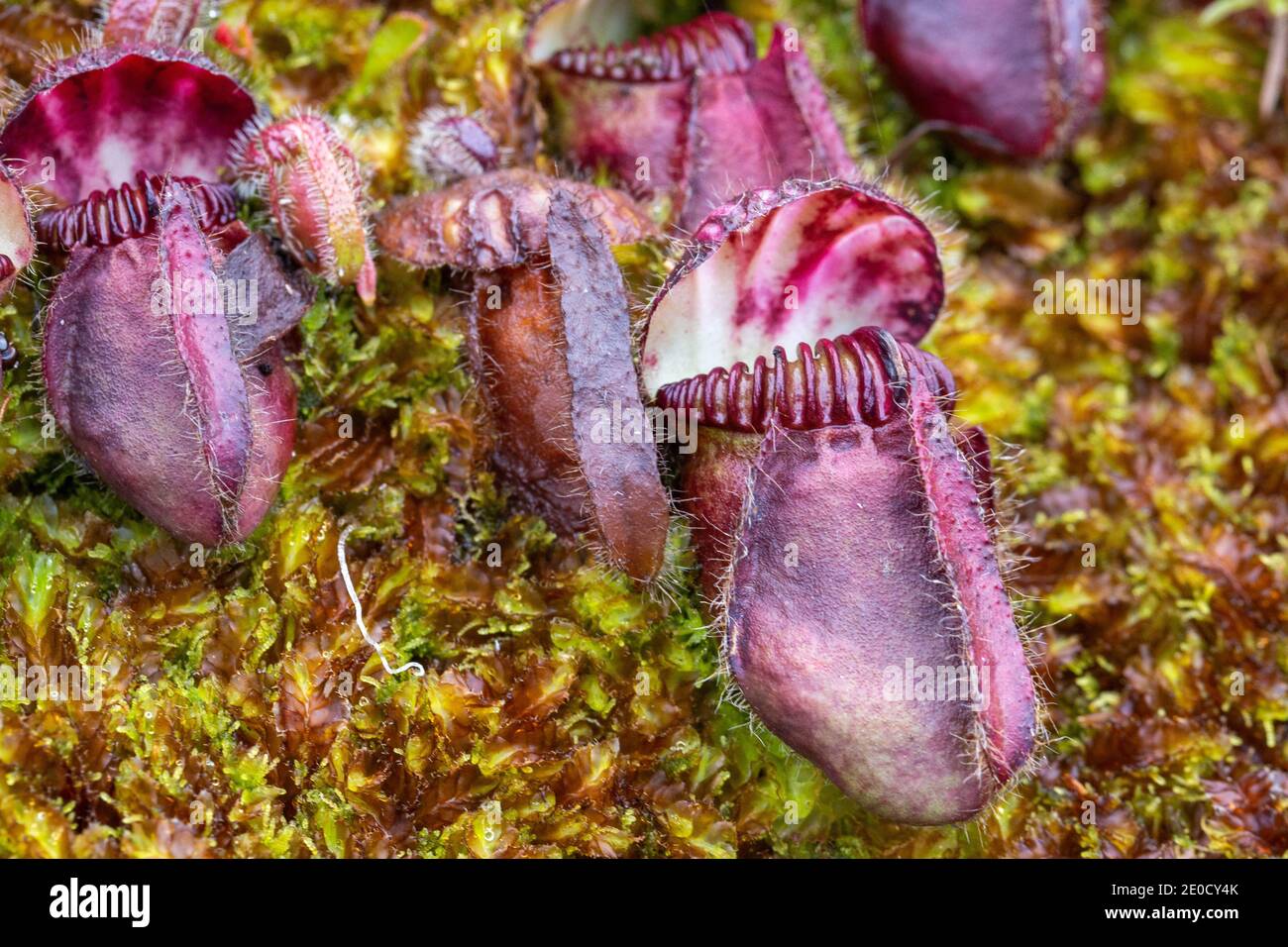 Close-up of a pitcher of Cephalotus follicularis, the Albany Pitcher ...