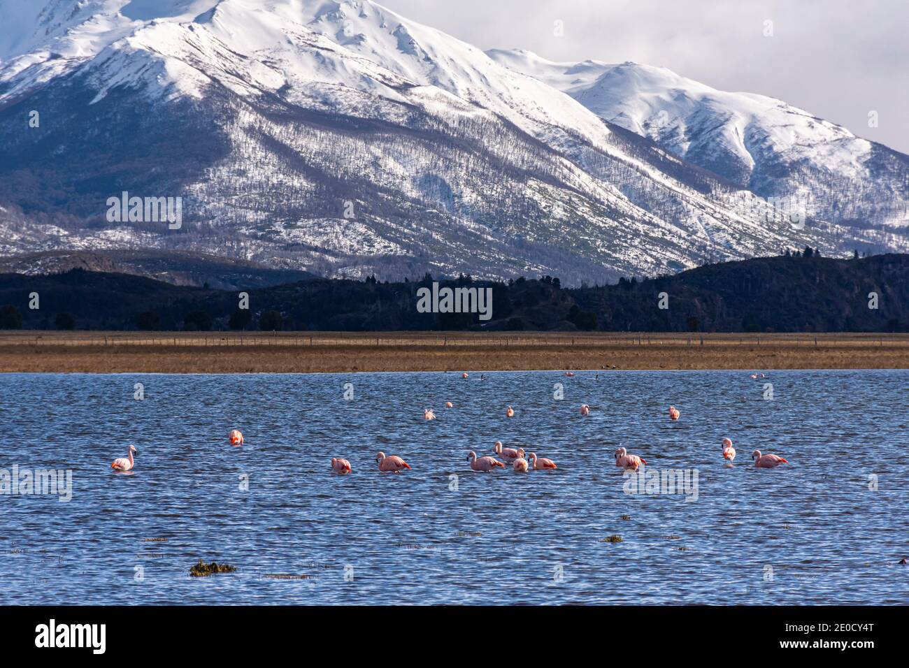 Winter snow cold flamingo flamingos hi-res stock photography and images ...