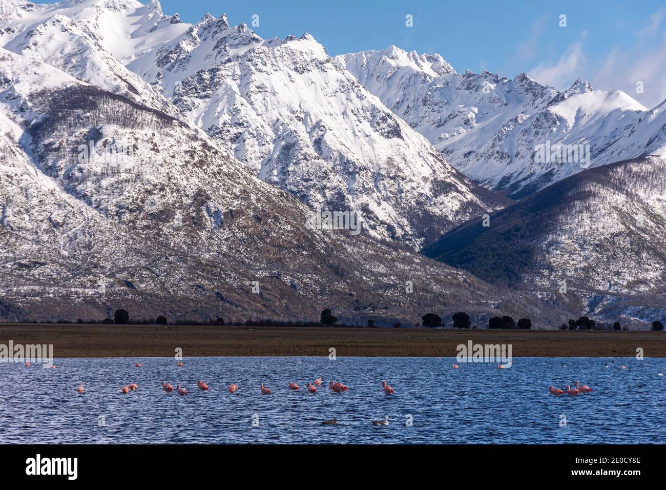 Winter snow cold flamingo flamingos hi-res stock photography and images ...