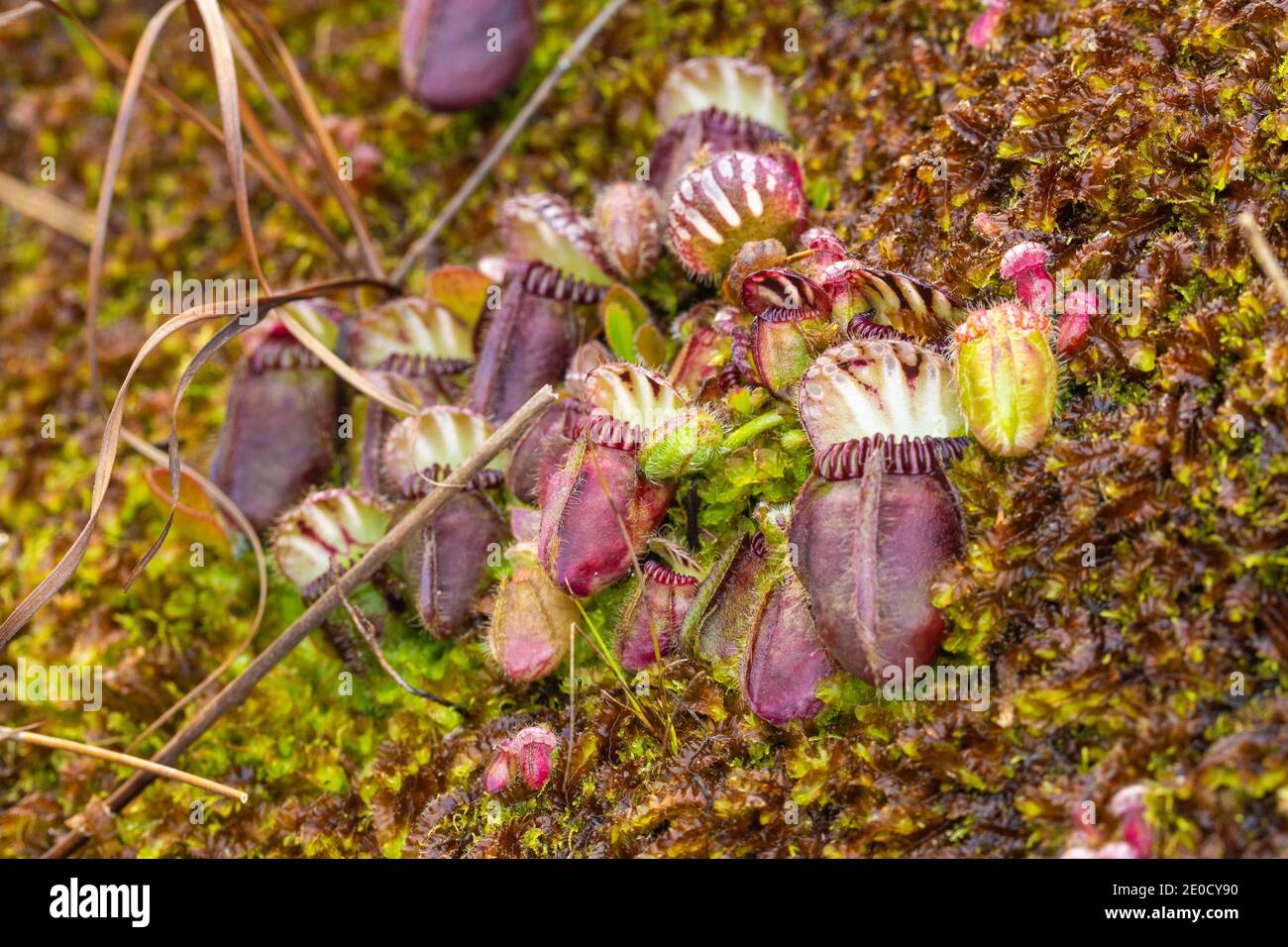 Group of pitcher plants hi-res stock photography and images - Alamy