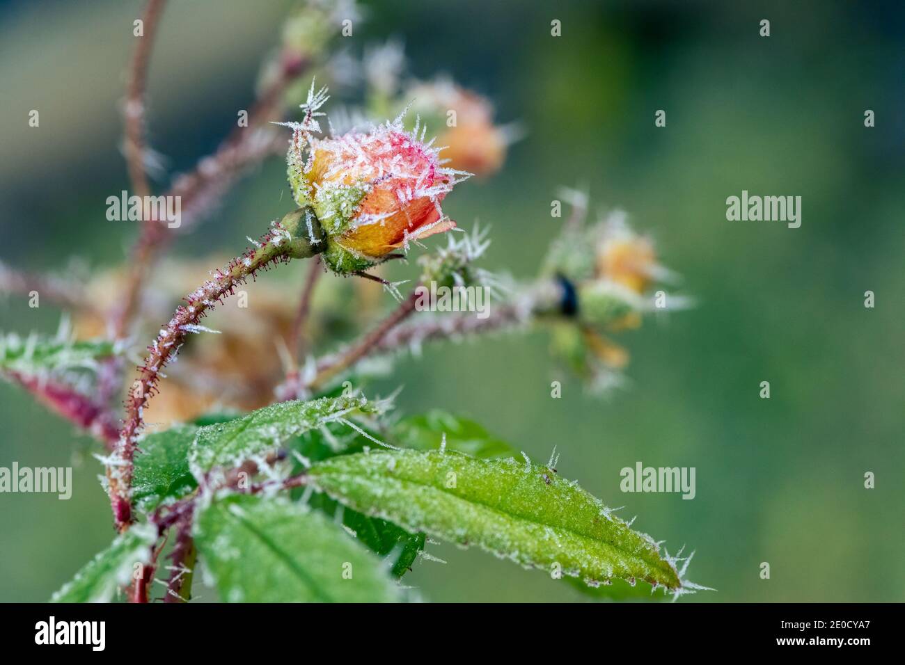 Macro of a frosted rose blossom with ice cristals Stock Photo - Alamy