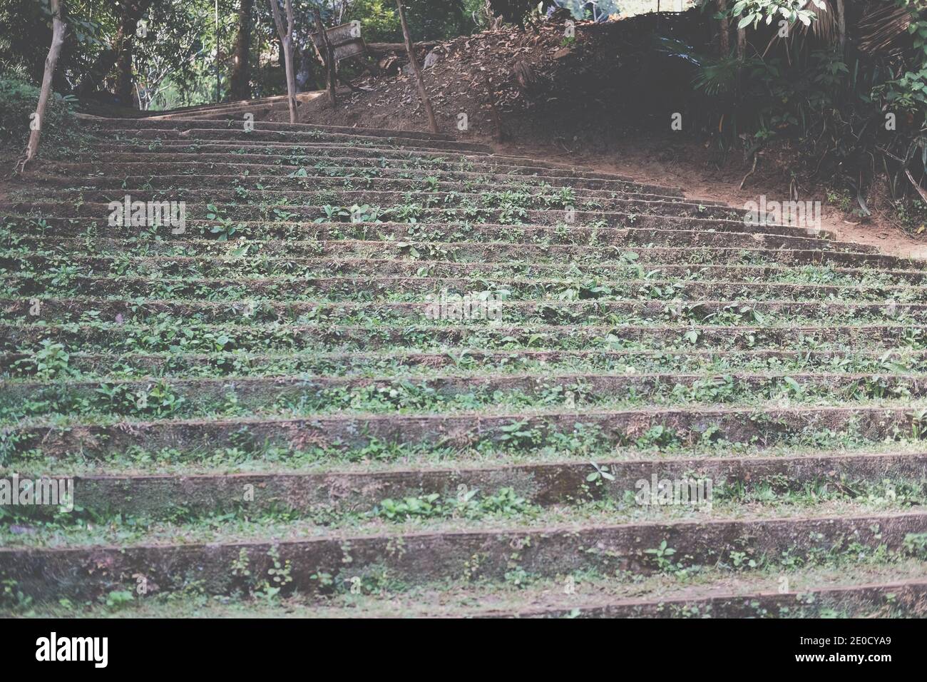 plant growing on stairs stairway in park gardeb Stock Photo - Alamy