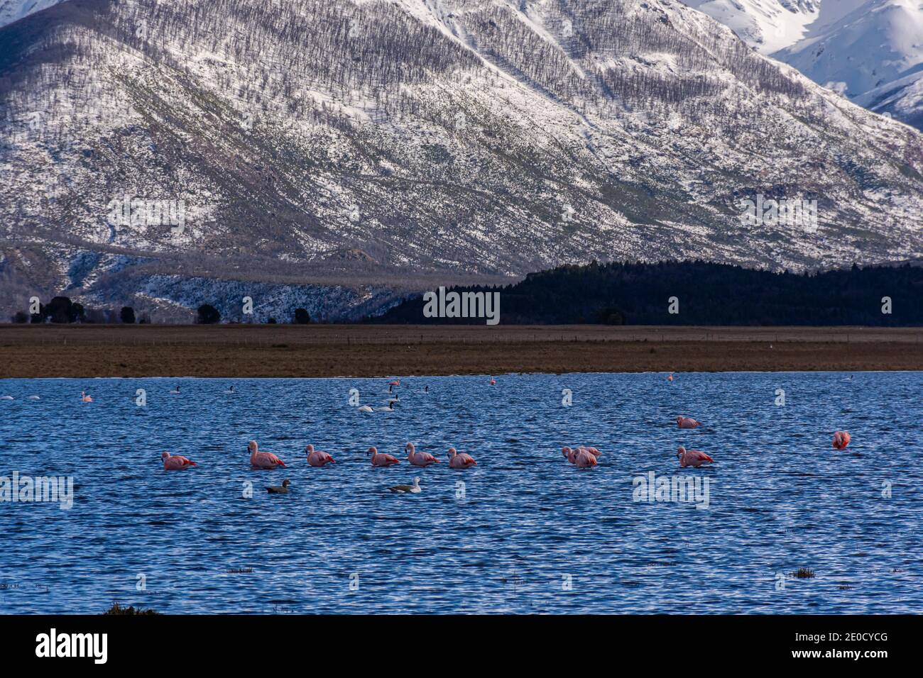 Winter Snow Cold Flamingo Flamingos High Resolution Stock Photography ...
