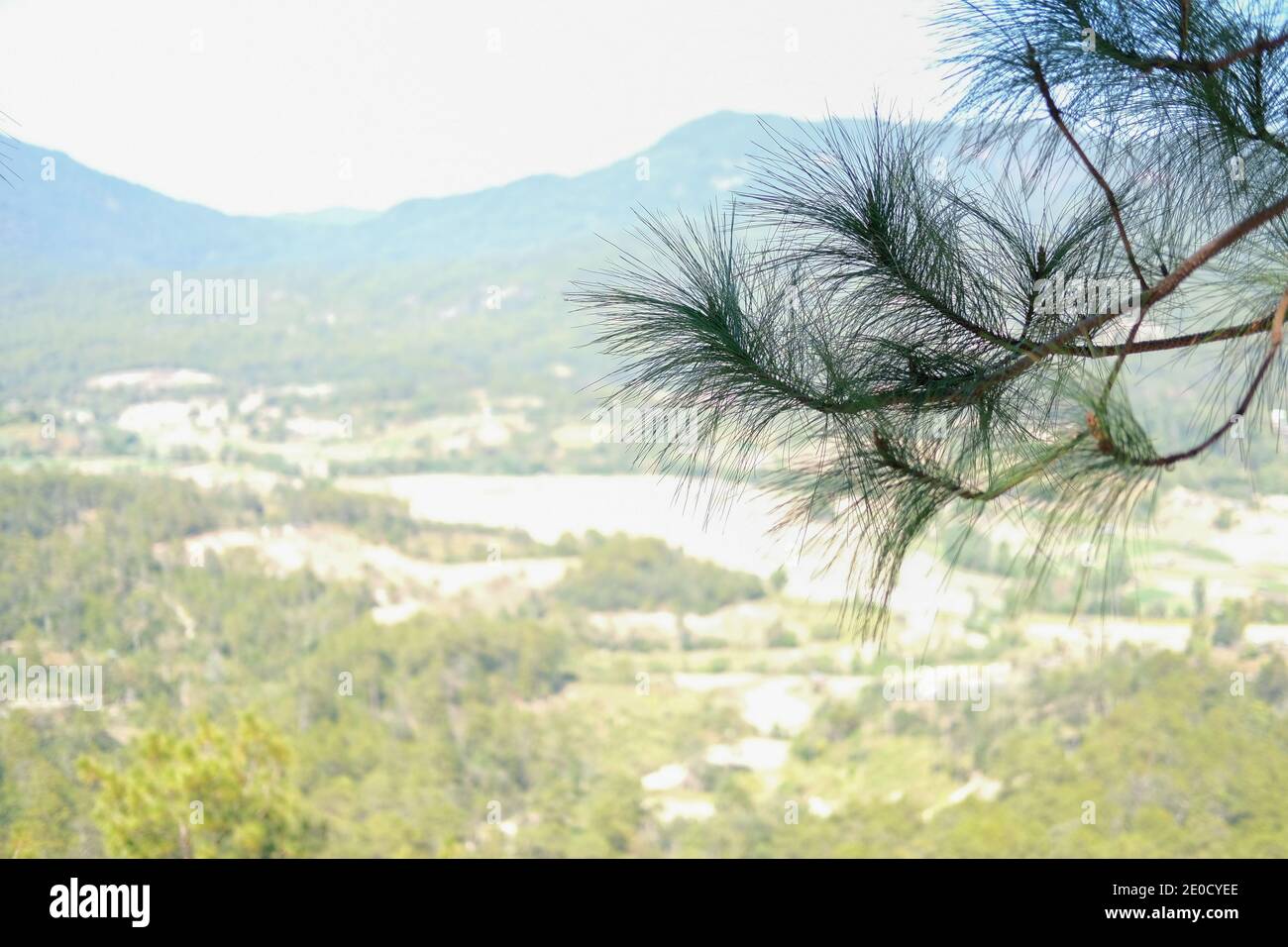pine tree leaves branch with mountain nature view scenery Stock Photo ...