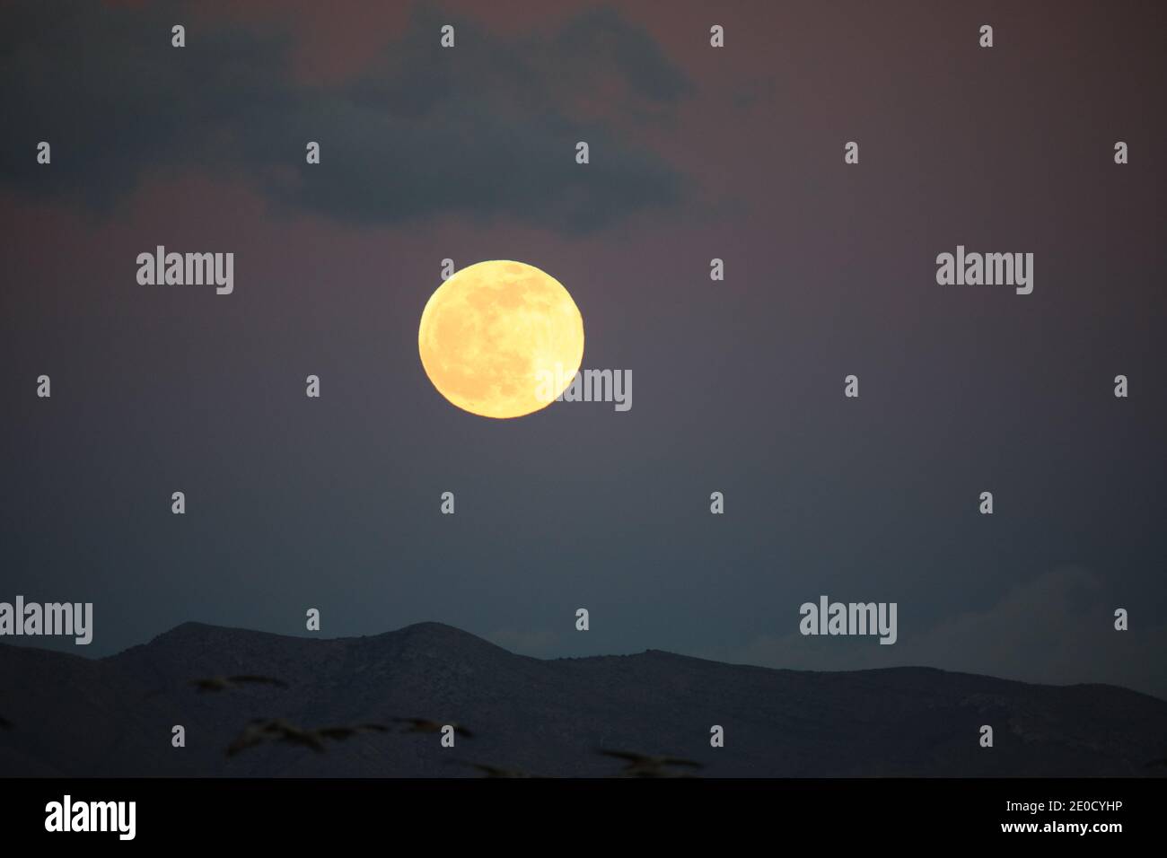 Sandhill Cranes at Whitewater Draw Stock Photo - Alamy
