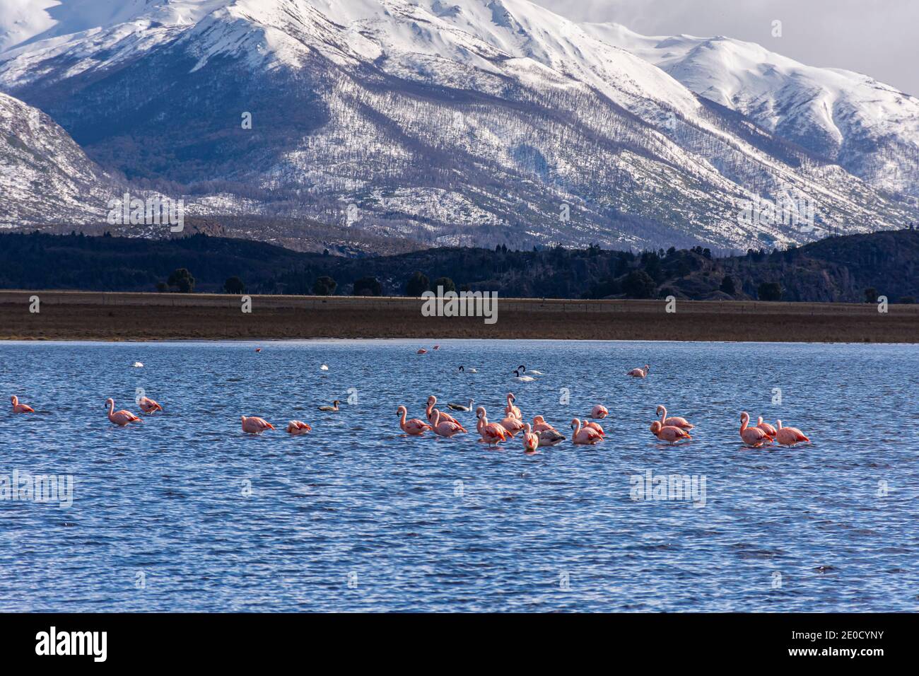 Winter snow cold flamingo flamingos hi-res stock photography and images ...