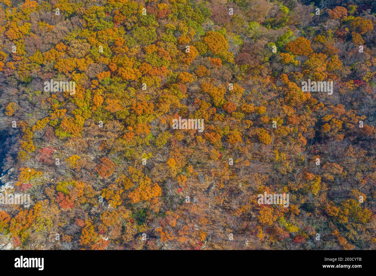 Aerial view of colorful trees during autumn in Republic of Korea Stock ...