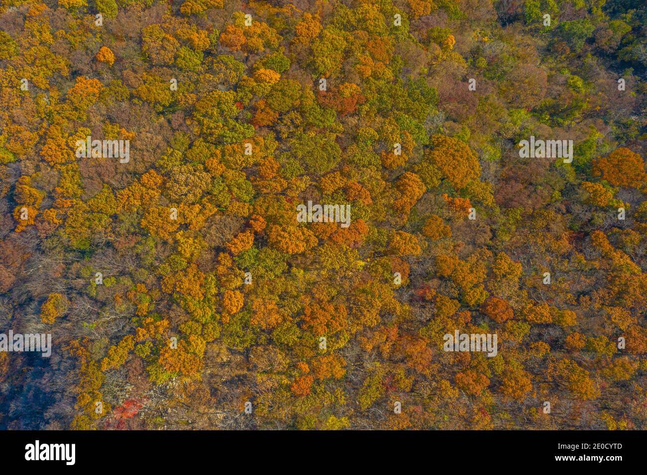 Aerial view of colorful trees during autumn in Republic of Korea Stock ...