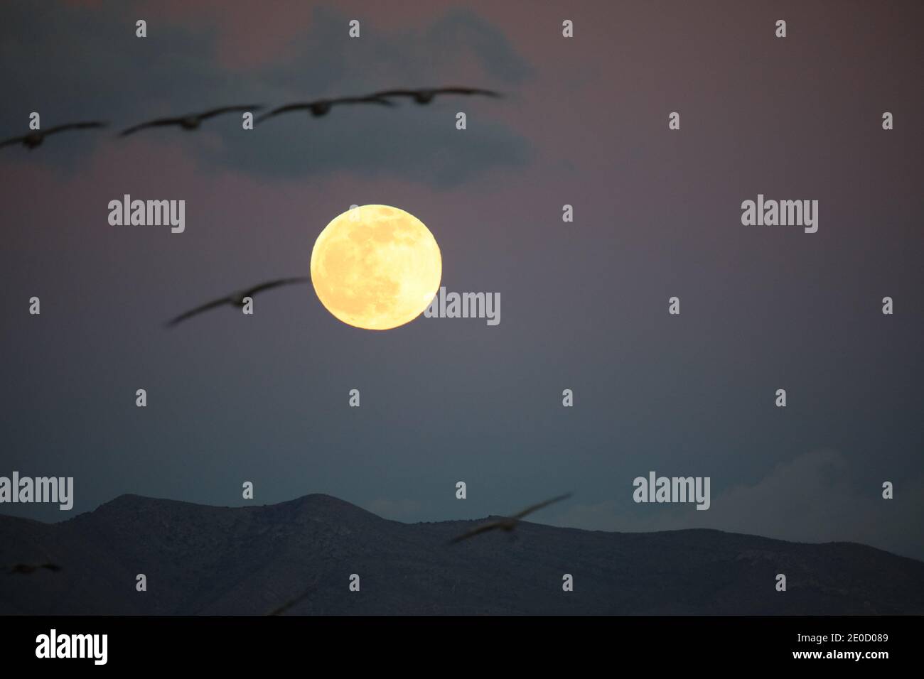 Sandhill Cranes at Whitewater Draw Stock Photo - Alamy