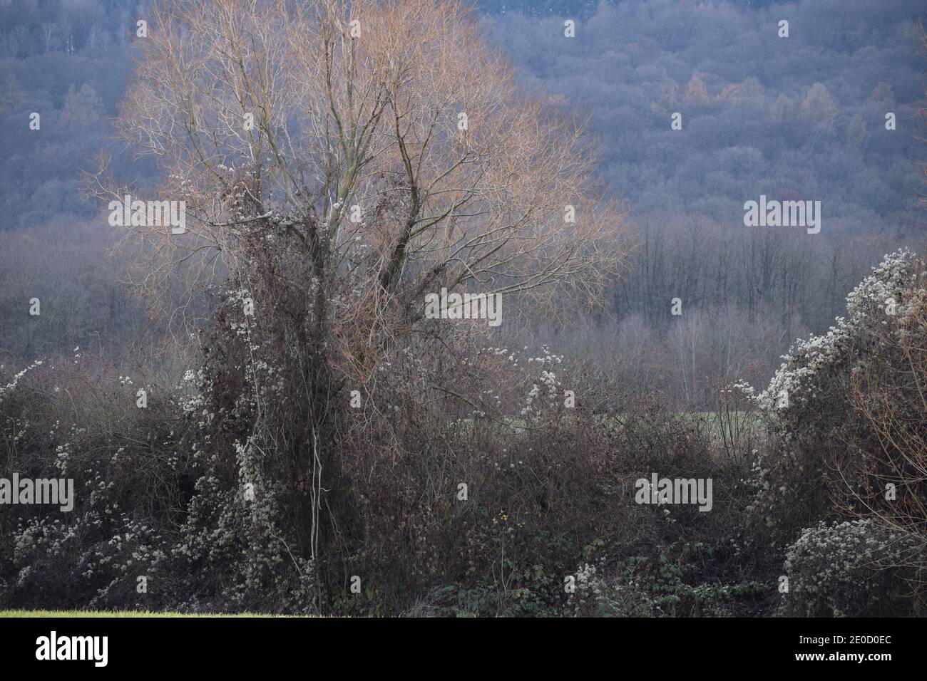 Climbing plants climb a Tree Stock Photo - Alamy