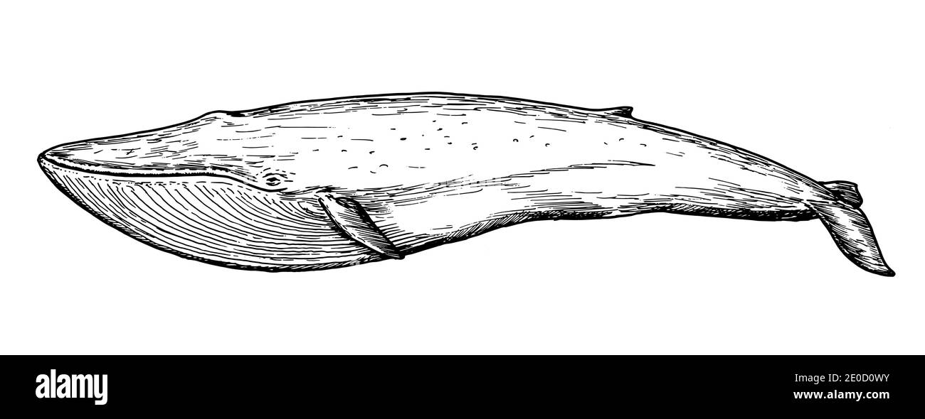 Drawing of blue whale - hand sketch of water mammal Stock Vector Image ...