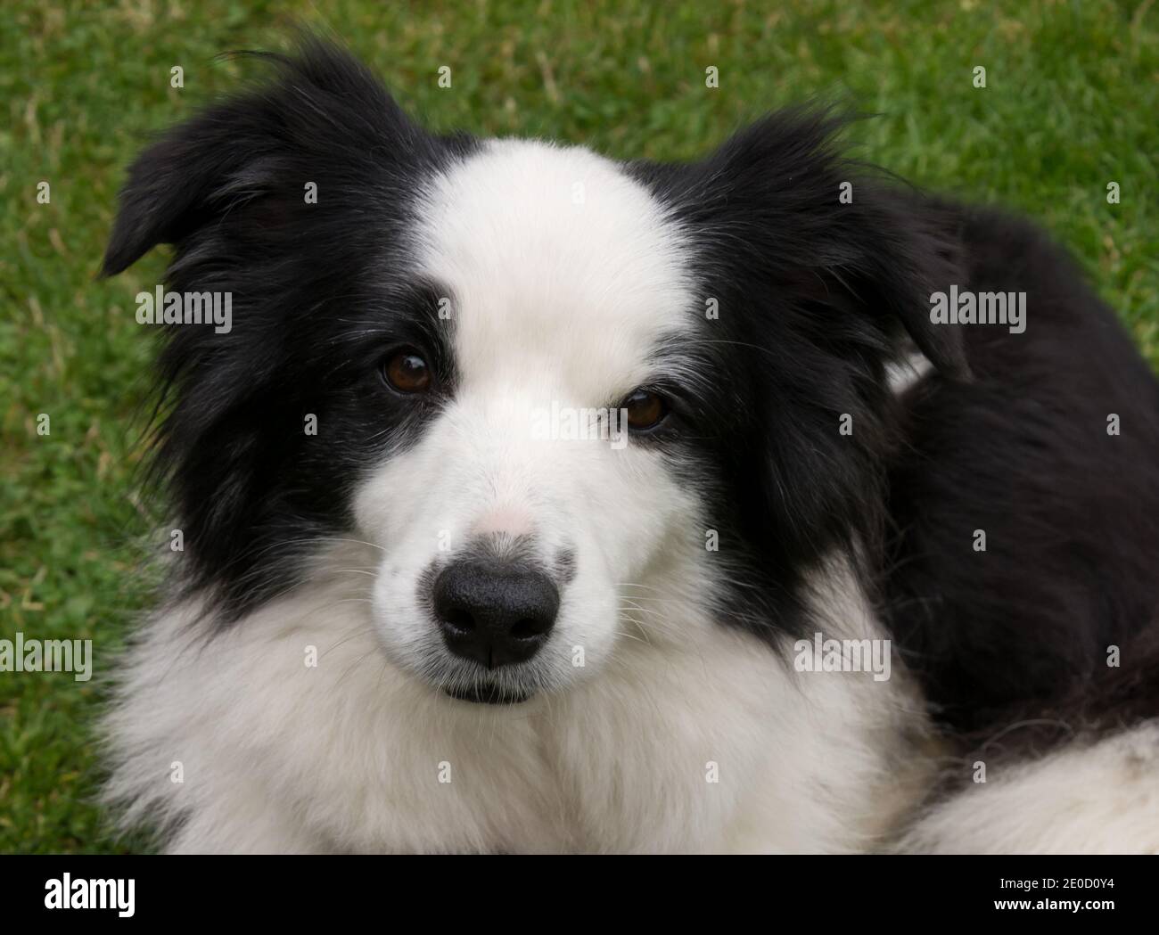 Black And White Collies High Resolution Stock Photography and Images ...