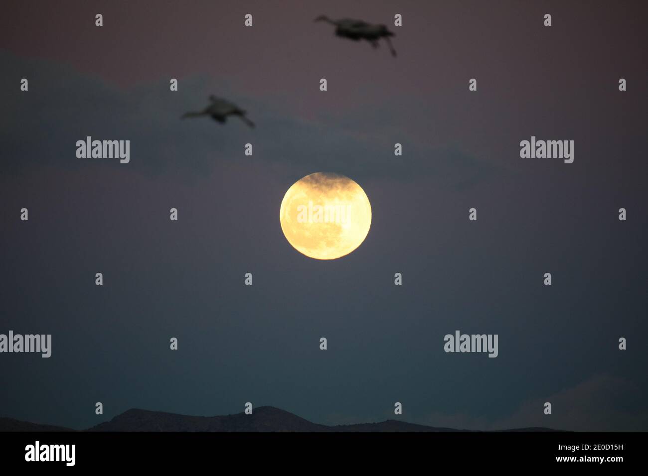 Sandhill Cranes at Whitewater Draw Stock Photo - Alamy