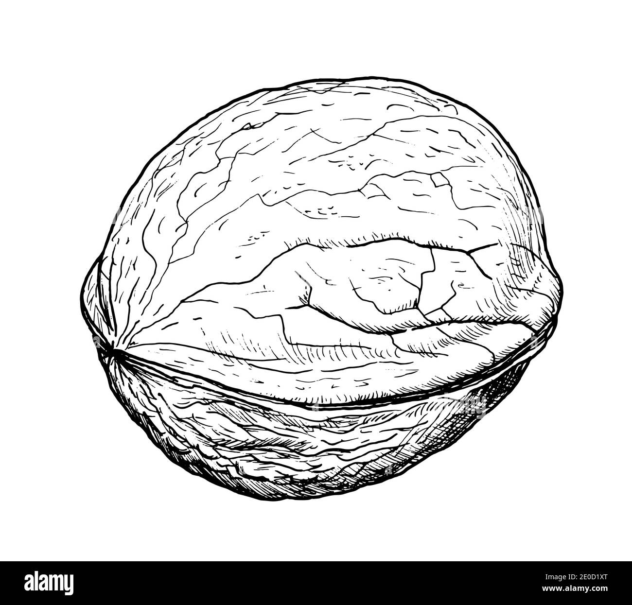 Drawing of persian walnuts - hand sketch of food Stock Vector Image ...