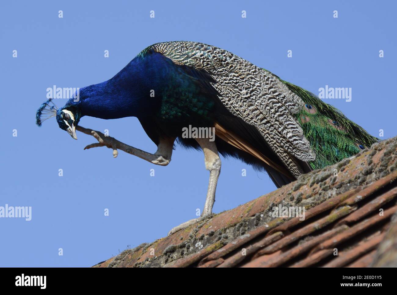 Peacock Feet High Resolution Stock Photography and Images - Alamy