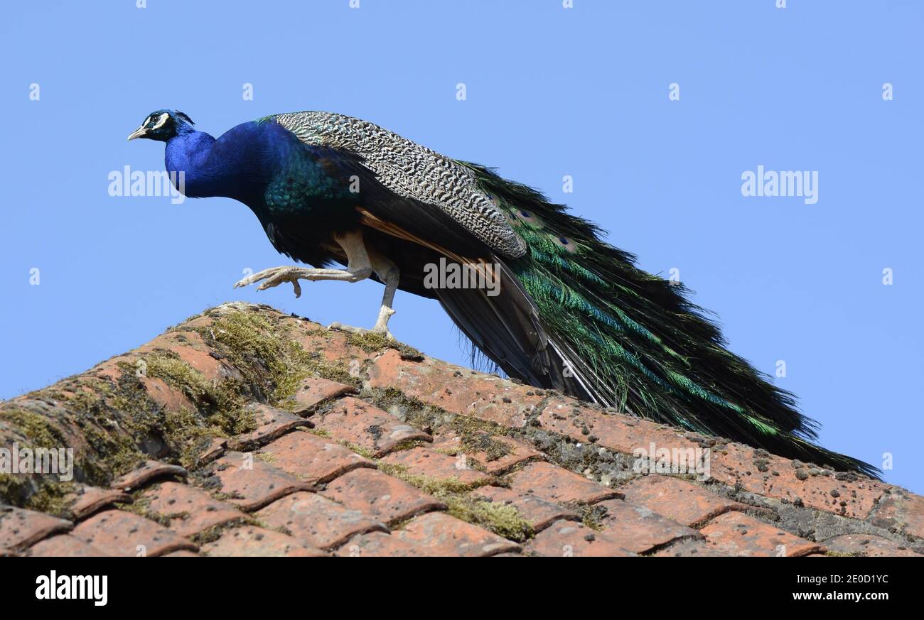 Peacock feet hi-res stock photography and images - Alamy