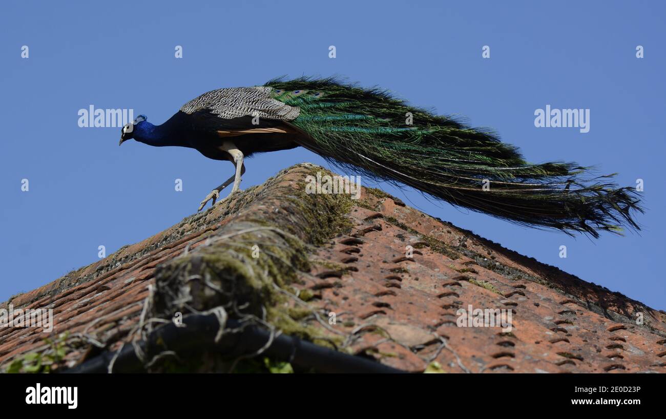 Peacock feet hi-res stock photography and images - Alamy