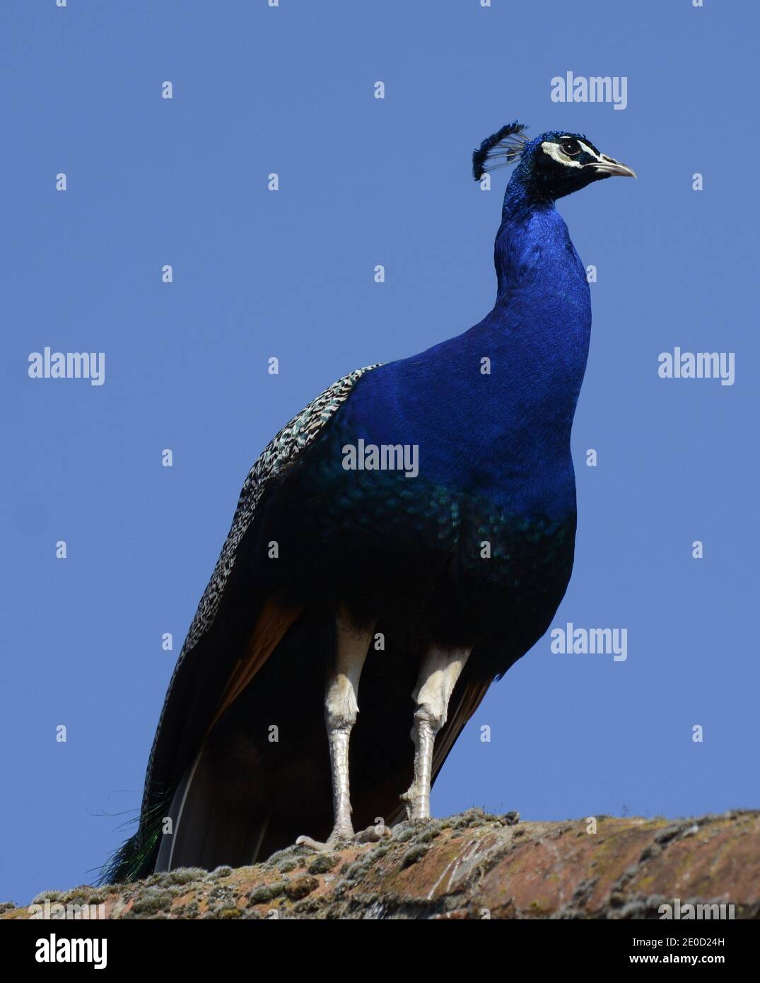 Peacock feet hi-res stock photography and images - Alamy