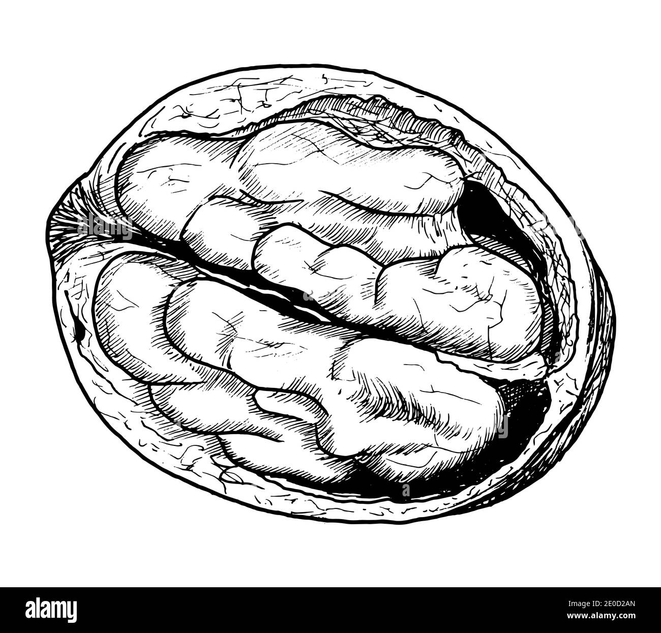 Drawing of persian walnuts - hand sketch of food Stock Vector Image ...
