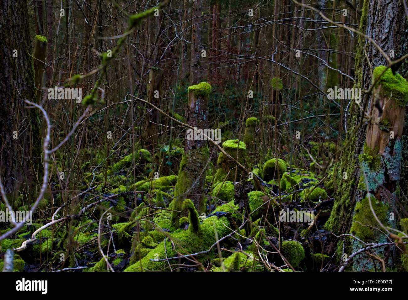 Dark green moss hi-res stock photography and images - Alamy