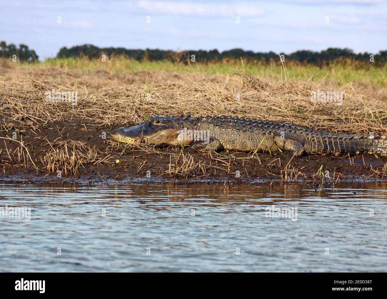 American alligator; resting on riverbank, feet in mud, Alligator ...
